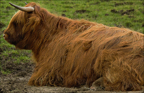 Guía básica para sobrevivir en Escocia. En Escocés - Viajar Por Escocia
