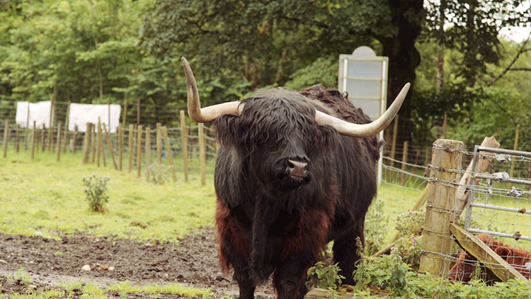 Excursión al Lago Ness y las Tierras altas de 1 día de duración